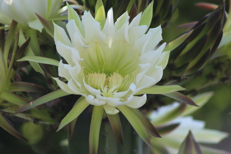 Explorando el mundo del cactus San Pedro: una “planta visionaria” de ...