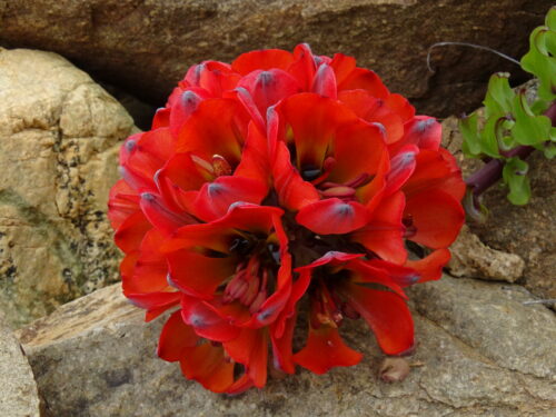 Los colores de las flores de Chile: conoce las guías desplegables que ...