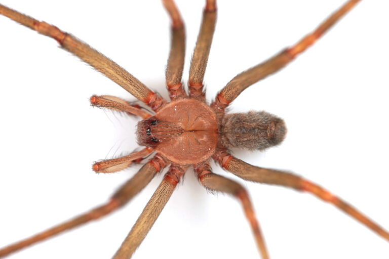 Arañas de rincón: cómo identificarlas y qué hacer en caso de mordedura ...