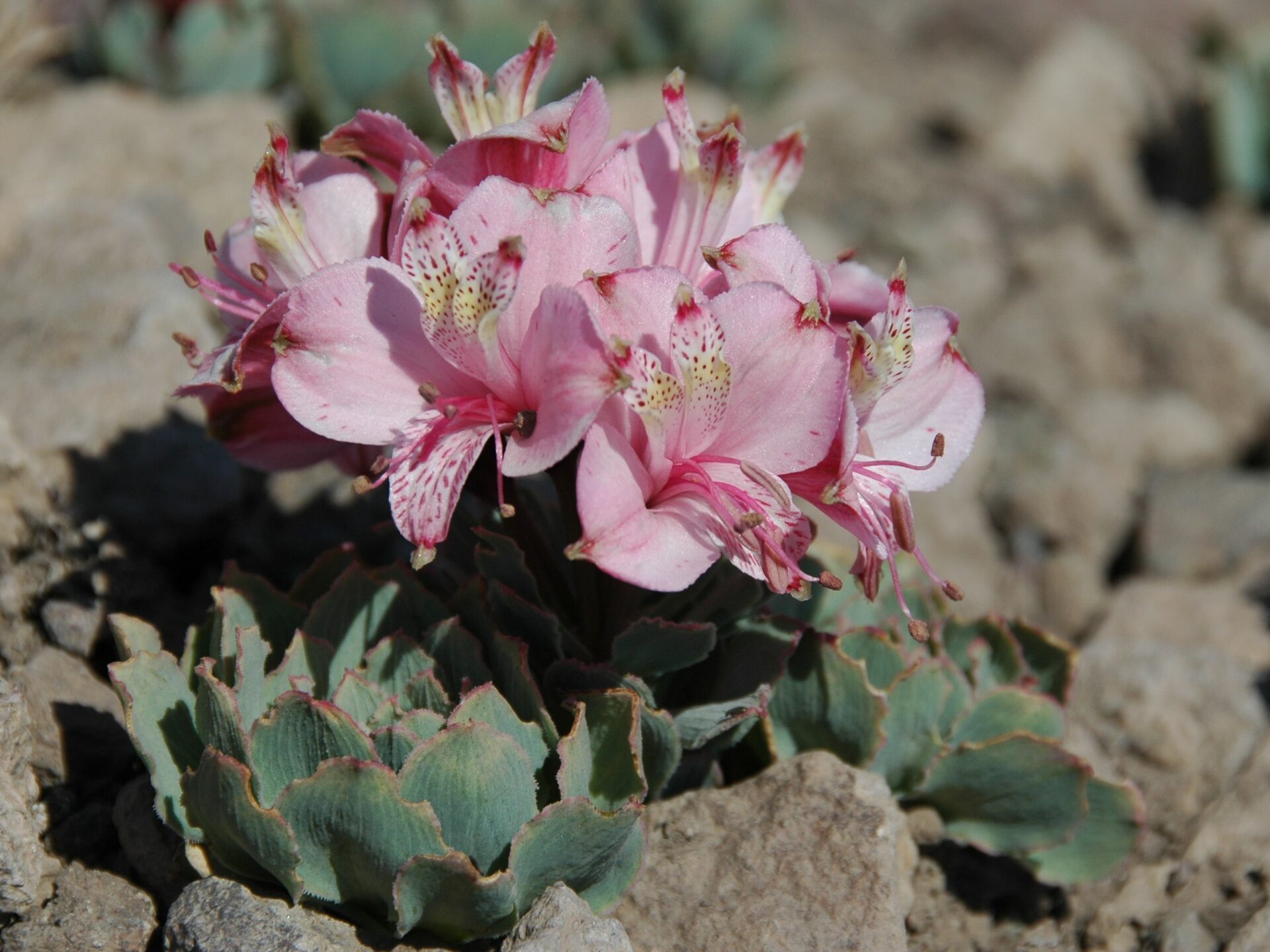 Los colores de las flores de Chile: conoce las guías desplegables que ...
