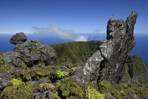 Una inédita expedición naturalista a la isla Alejandro Selkirk ...
