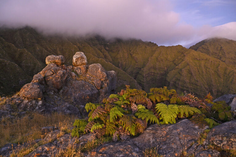 Una inédita expedición naturalista a la isla Alejandro Selkirk ...
