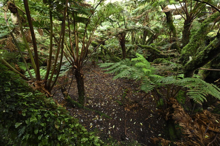 Una inédita expedición naturalista a la isla Alejandro Selkirk ...