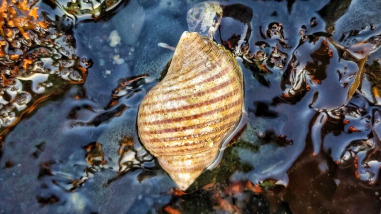 Conociendo los moluscos con conchitas de Chile: Diversidad y ...