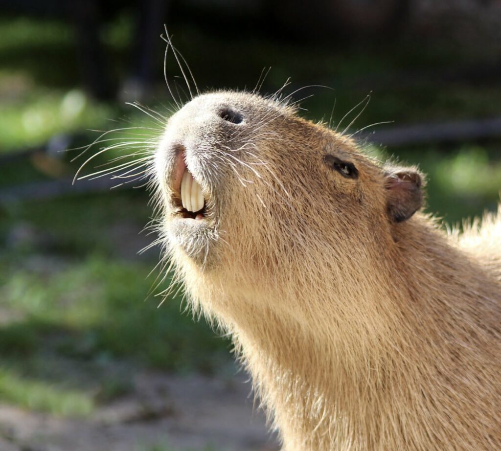 Capibaras O Carpinchos Los Carismáticos Roedores Amantes Del Agua