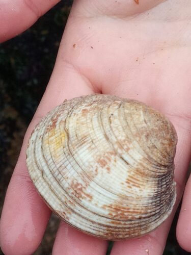 Conociendo los moluscos con conchitas de Chile: Diversidad y ...