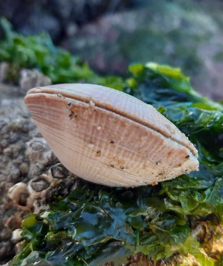 Conociendo los moluscos con conchitas de Chile: Diversidad y ...