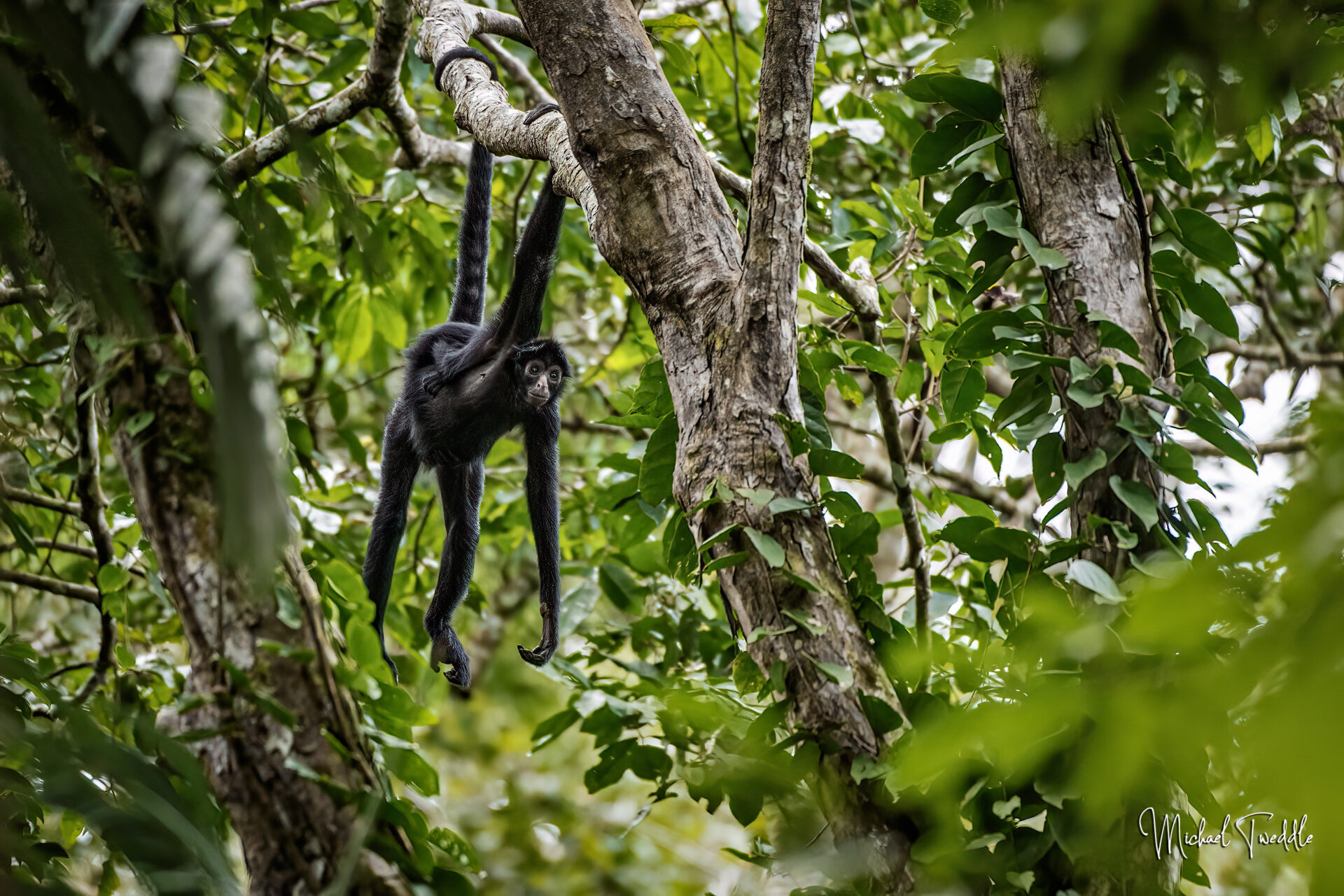 Los amenazados monos araña de Tambopata: Una historia de reintegración ...