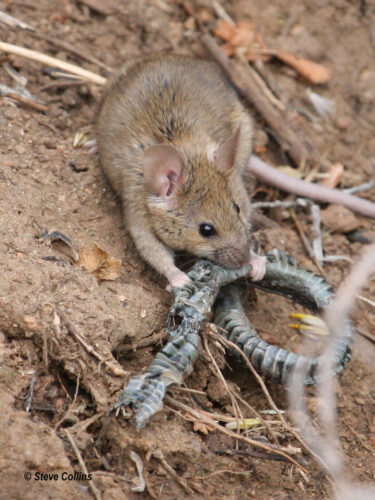 ¡No los confundas con los nativos! Rata, laucha y guarén, los tres ...