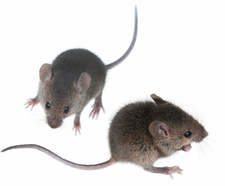 ¡No los confundas con los nativos! Rata, laucha y guarén, los tres ...