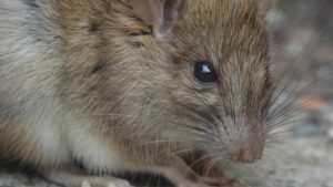 ¡No los confundas con los nativos! Rata, laucha y guarén, los tres ...