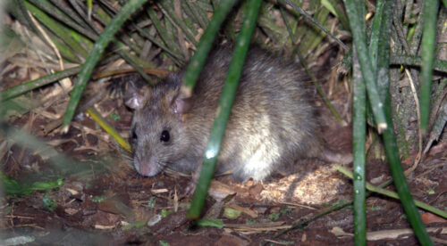 ¡No los confundas con los nativos! Rata, laucha y guarén, los tres ...