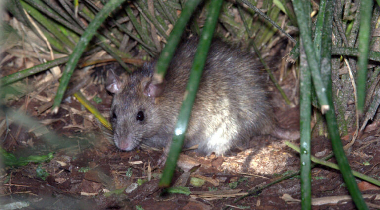 ¡No los confundas con los nativos! Rata, laucha y guarén, los tres ...