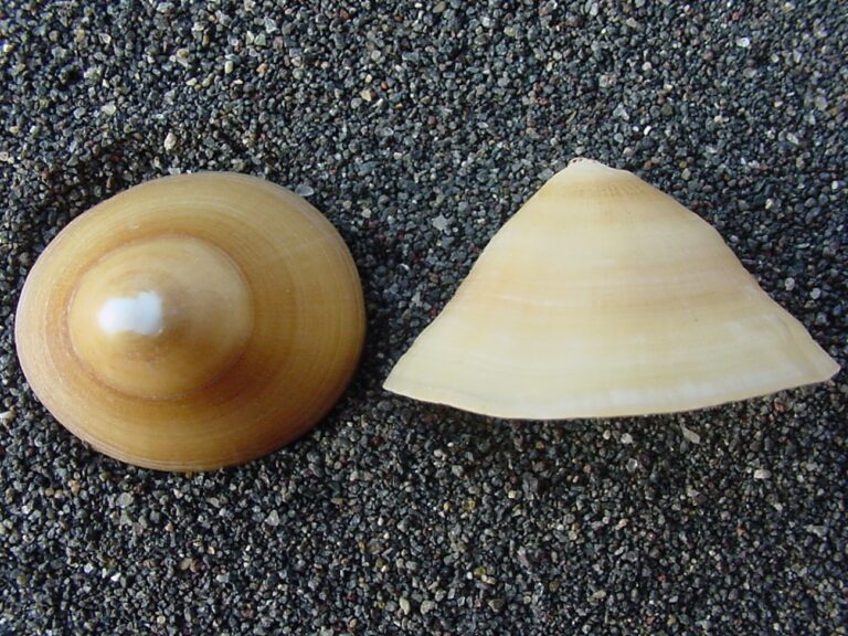 Conociendo los moluscos con conchitas de Chile: Diversidad y ...