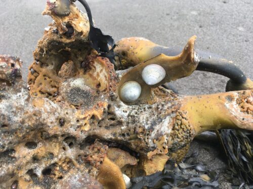 Conociendo los moluscos con conchitas de Chile: Diversidad y ...