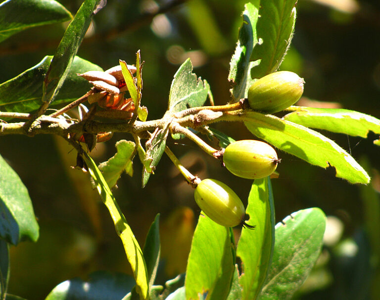 «Cuando el ulmo florece, se terminó el verano»: Descubriendo este árbol ...