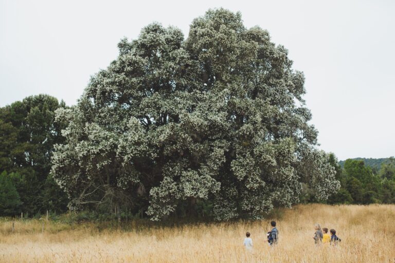 «Cuando el ulmo florece, se terminó el verano»: Descubriendo este árbol ...