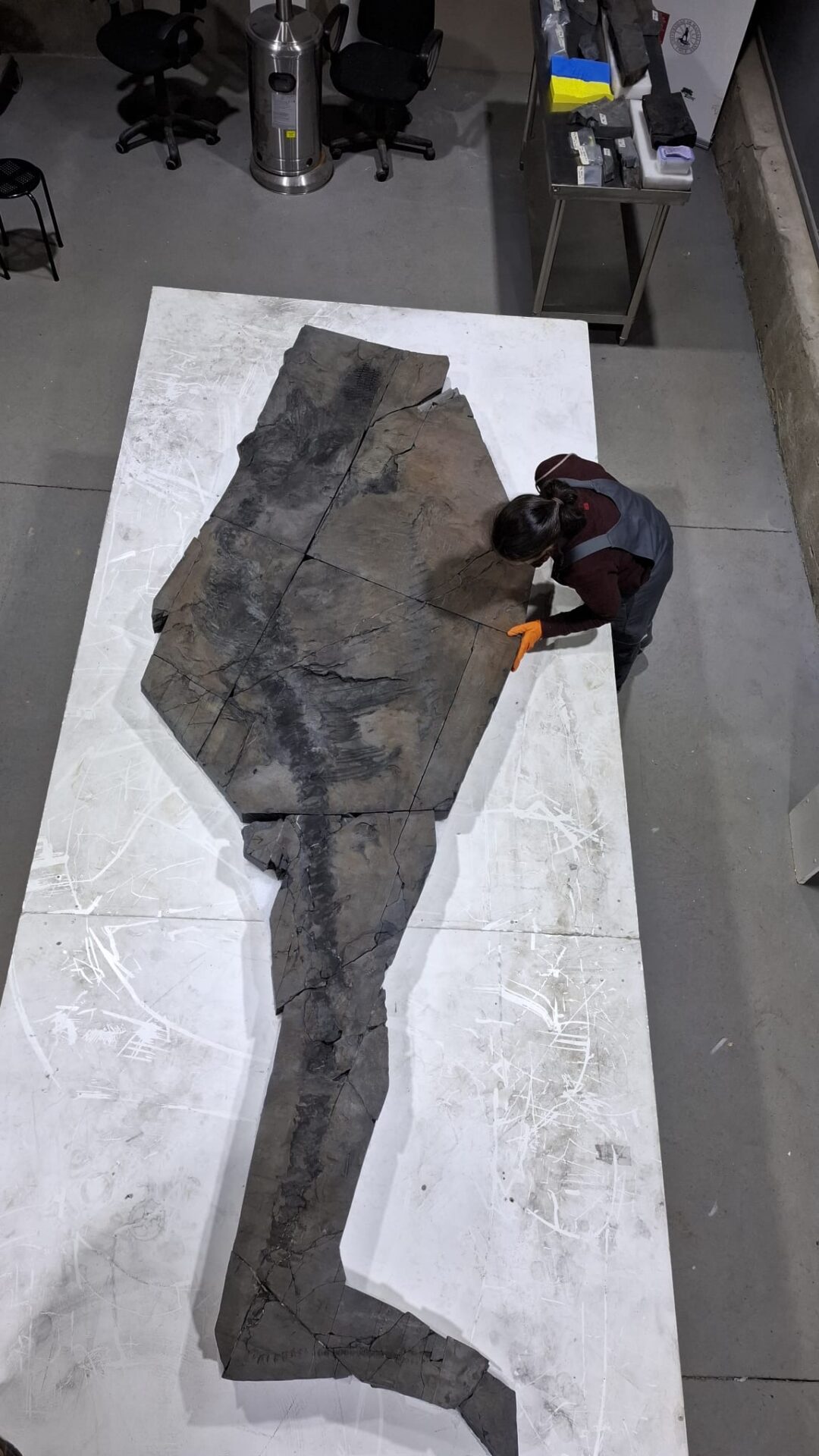 Describen a “Fiona”, la primera ictiosaurio preñada del cretácico ...