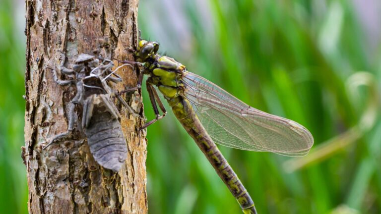 No solo la viven las mariposas: Metamorfosis, un proceso único de ...