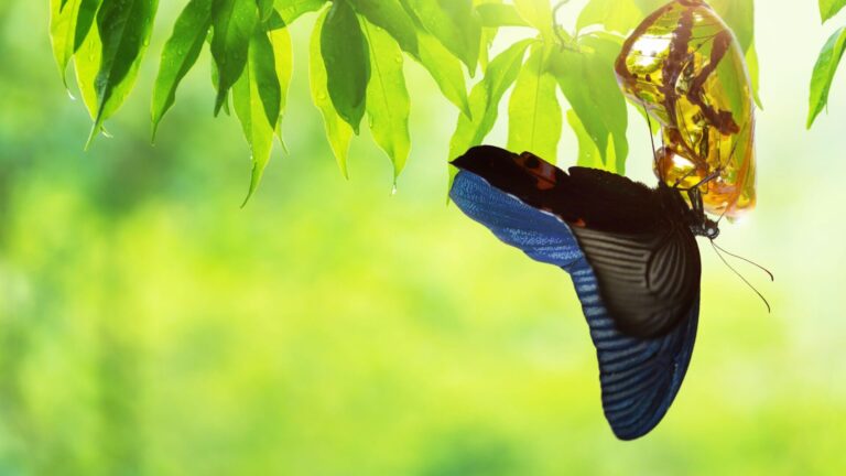 No solo la viven las mariposas: Metamorfosis, un proceso único de ...
