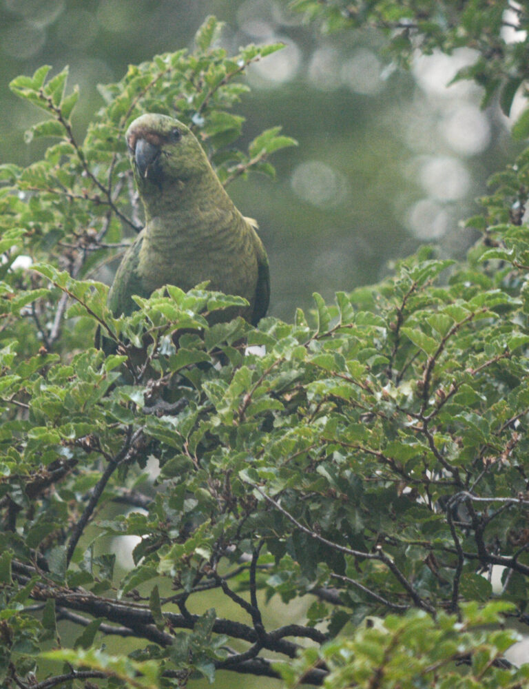 Conociendo Ruca Choroy: la «casa de loros» en el Parque Nacional Lanín ...