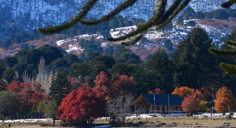 Conociendo Ruca Choroy: la «casa de loros» en el Parque Nacional Lanín ...