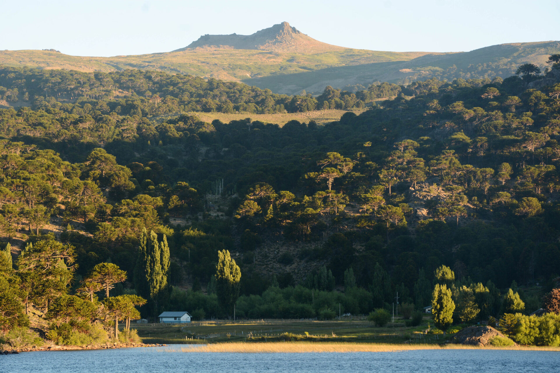 Conociendo Ruca Choroy: la «casa de loros» en el Parque Nacional Lanín ...