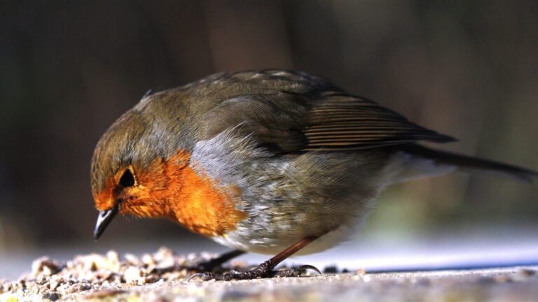 Pueden viajar de un continente a otro: Explorando las diferentes formas ...
