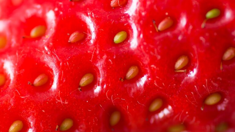 Pueden viajar de un continente a otro: Explorando las diferentes formas ...