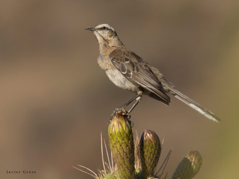 ¿Escuchaste a un pajarito? Guía para reconocer aves de Chile por sus ...