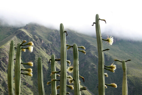 Explorando el mundo del cactus San Pedro: una “planta visionaria” de ...