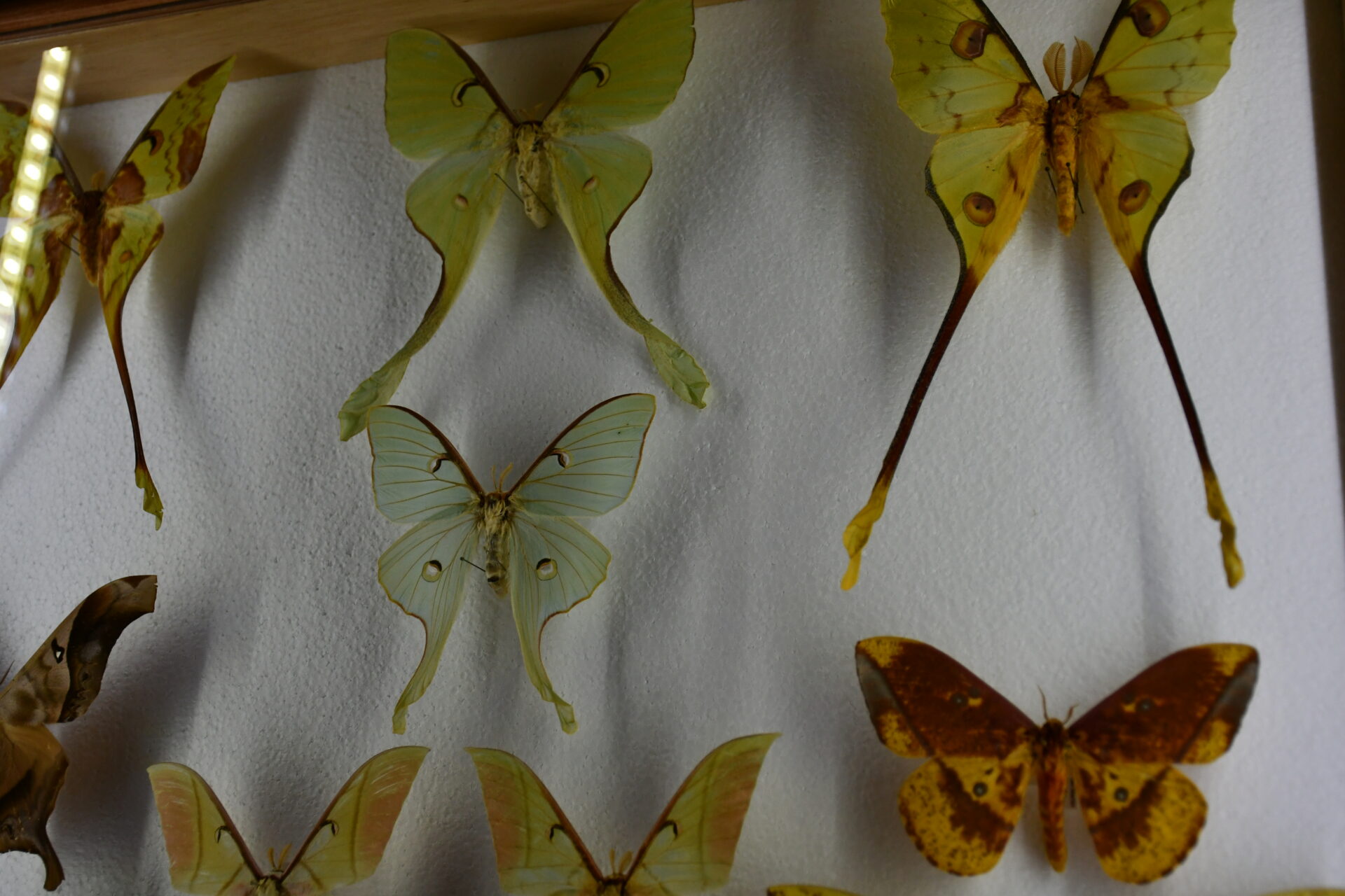 Centenares de mariposas y polillas de todo el mundo se toman el MNHN en ...