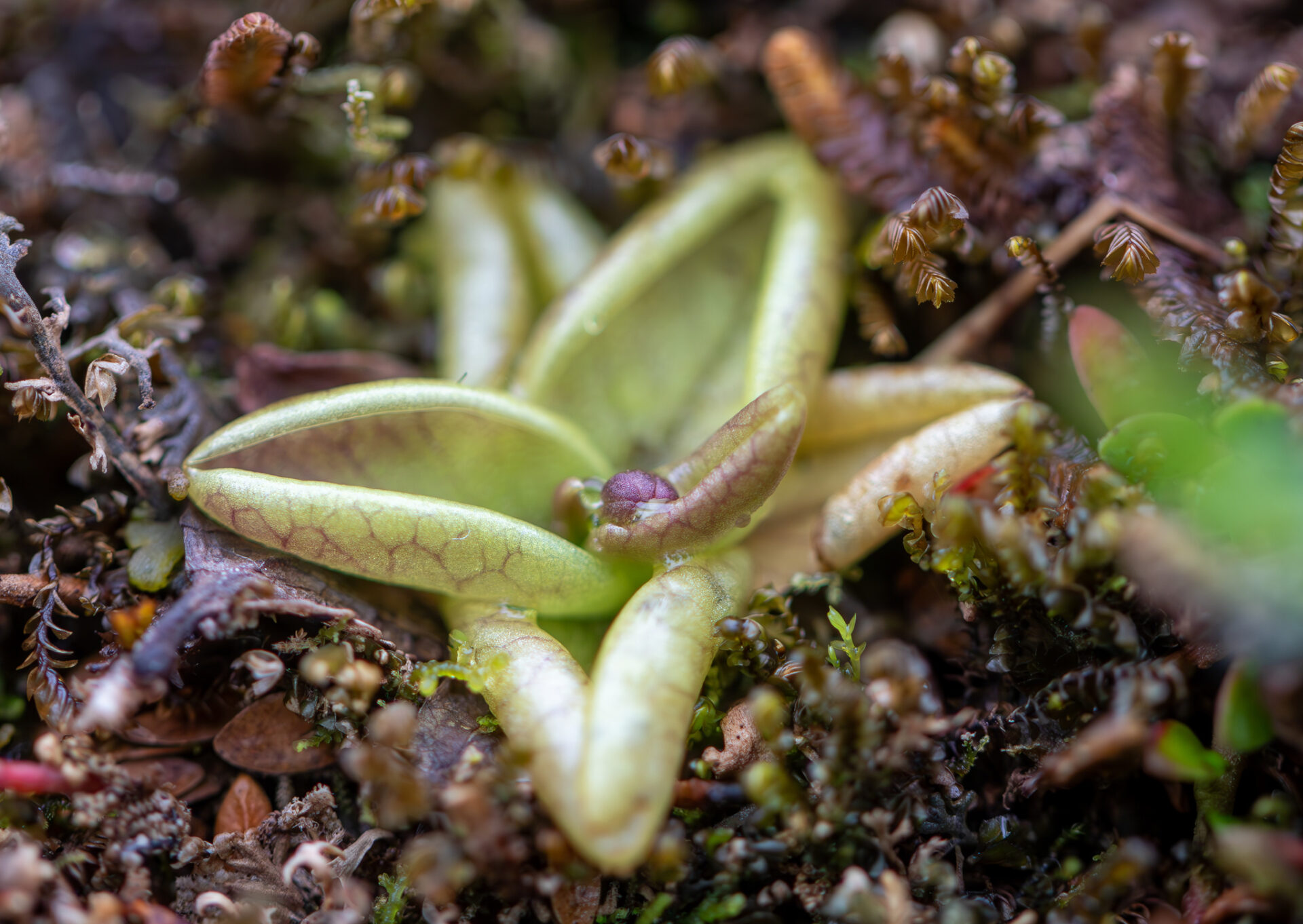 Plantas que cazan: Descubre las especies carnívoras que habitan en ...
