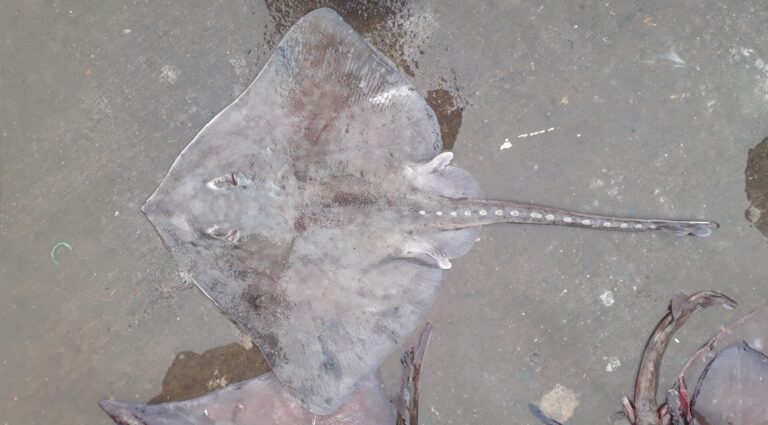 Rayas y mantarrayas de Chile: Descubriendo a las guardianas del océano ...