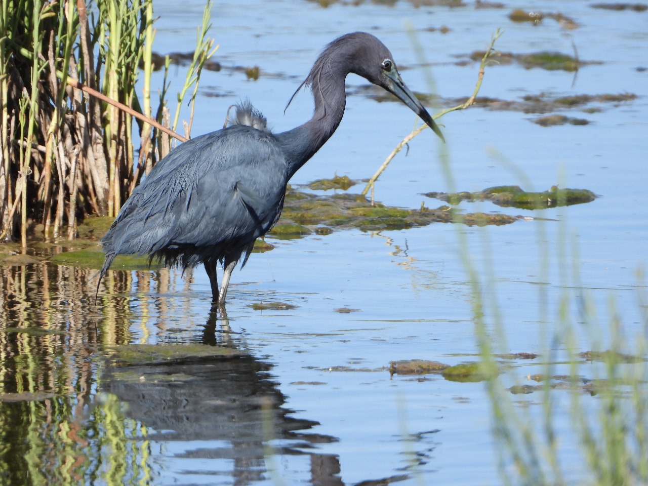 Un acercamiento a la fauna endémica de la cuenca del río Loa, un lugar ...