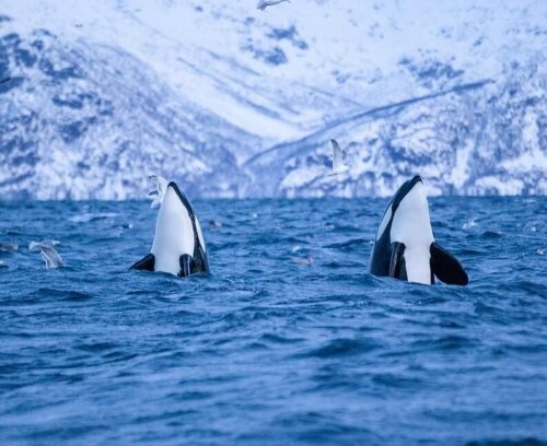 Estudio revela inusual comportamiento en orcas: ofrecen alimento a ...