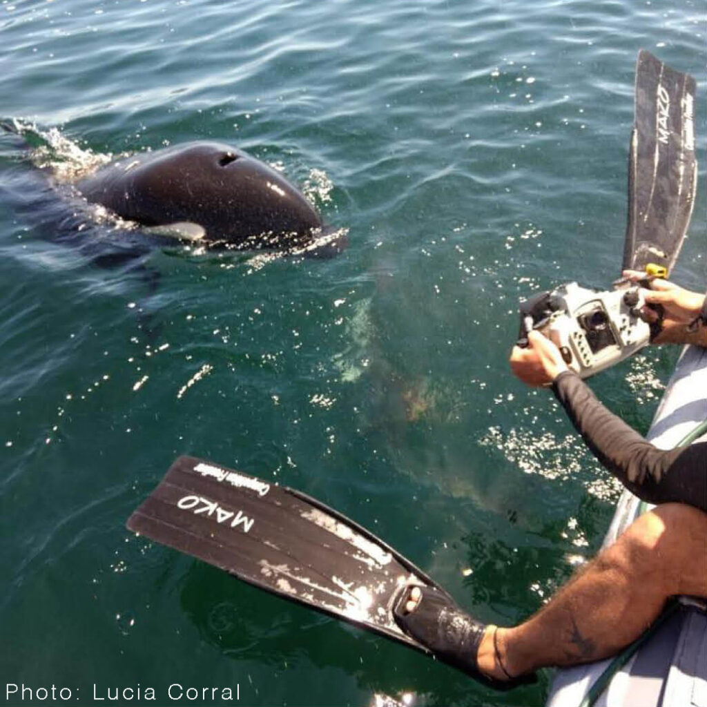 Estudio revela inusual comportamiento en orcas: ofrecen alimento a ...