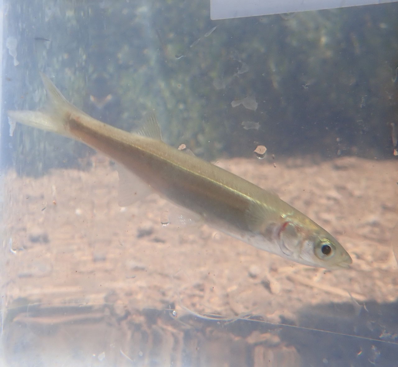 Un acercamiento a la fauna endémica de la cuenca del río Loa, un lugar ...