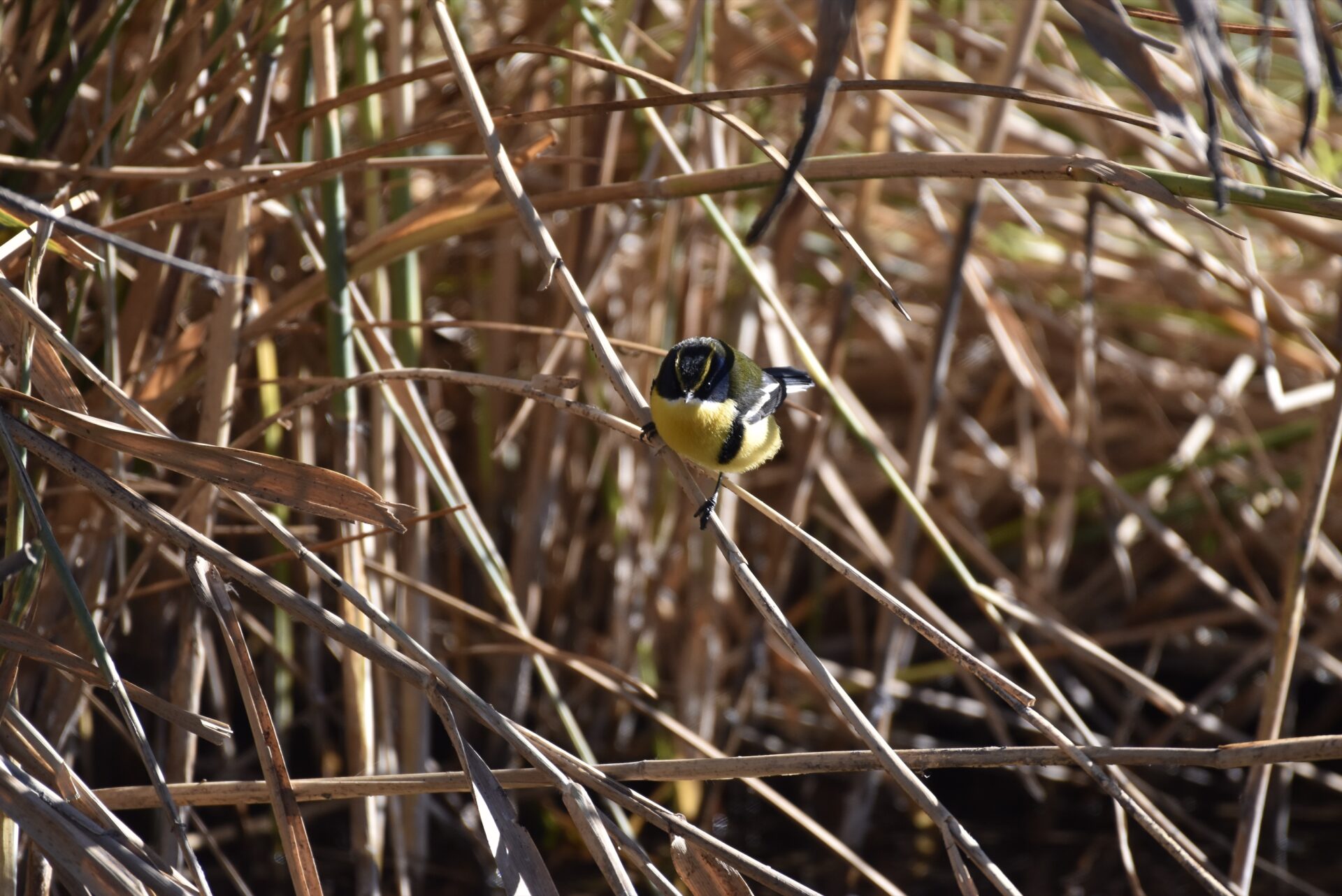 Un acercamiento a la fauna endémica de la cuenca del río Loa, un lugar ...