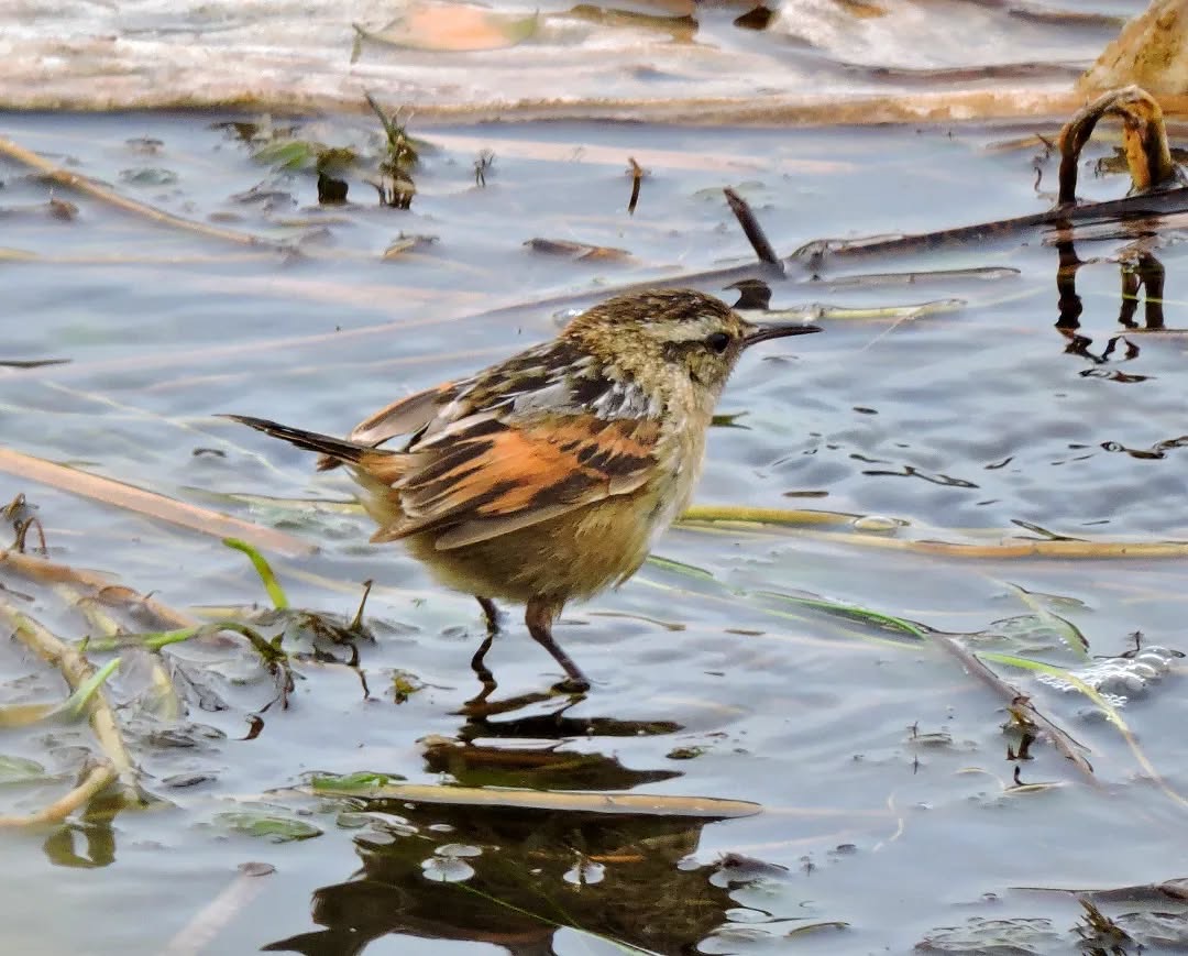 Un acercamiento a la fauna endémica de la cuenca del río Loa, un lugar ...
