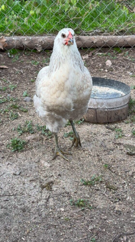 ¿Existieron gallinas en Chile antes de la llegada de los españoles? Los ...