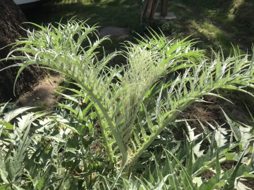 ¿Ensalada de penca? ¿Alcachofa silvestre? El mundo del cardo penquero ...