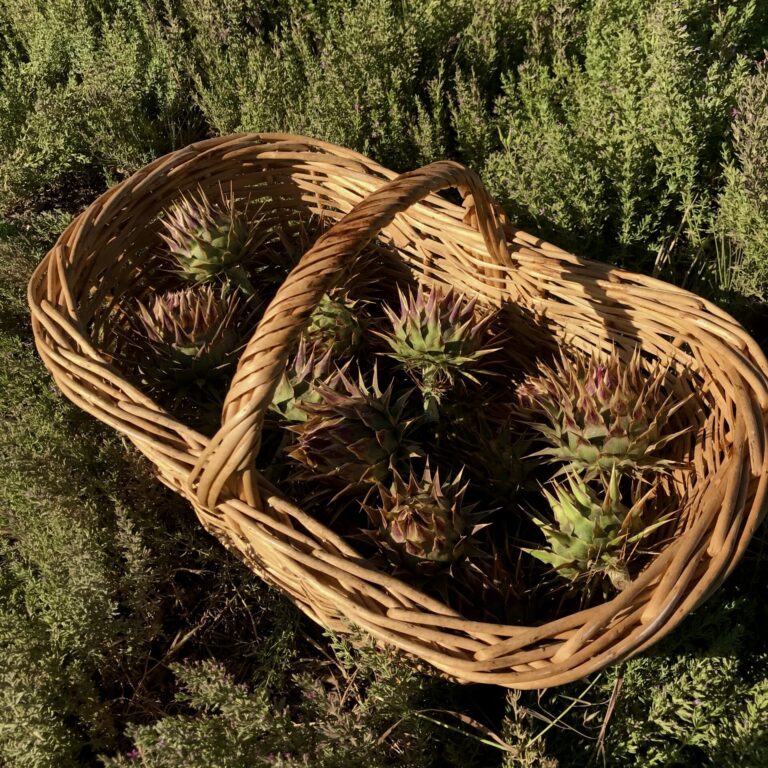 ¿Ensalada de penca? ¿Alcachofa silvestre? El mundo del cardo penquero ...