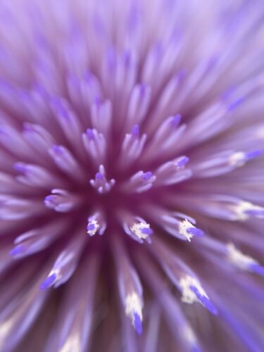 ¿Ensalada de penca? ¿Alcachofa silvestre? El mundo del cardo penquero ...