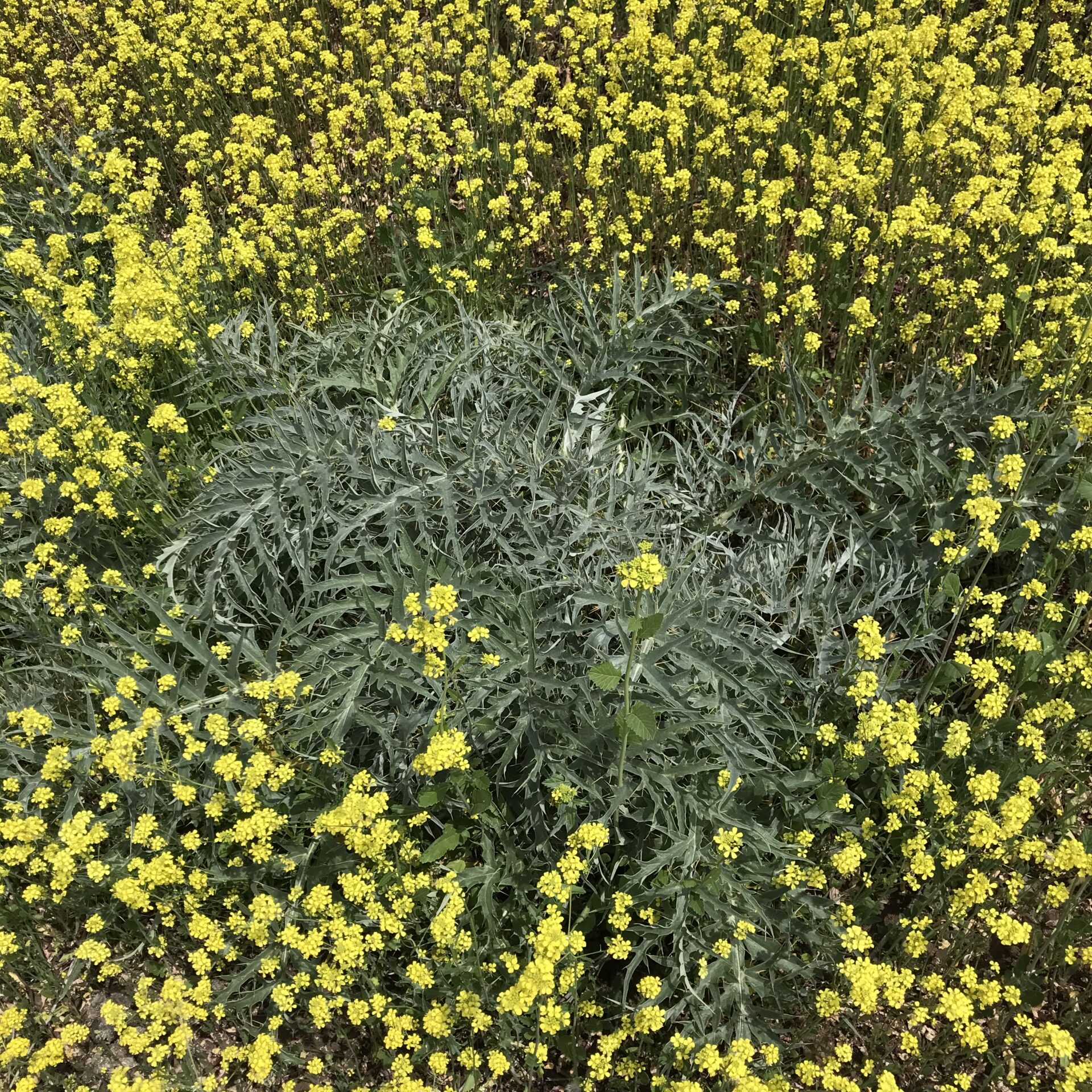 ¿Ensalada de penca? ¿Alcachofa silvestre? El mundo del cardo penquero ...