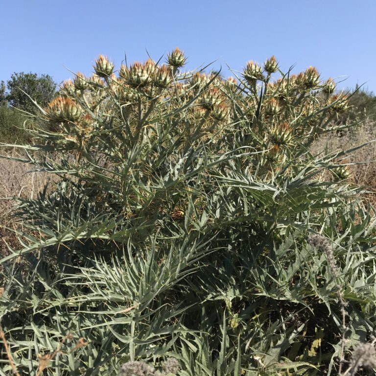 ¿Ensalada de penca? ¿Alcachofa silvestre? El mundo del cardo penquero ...