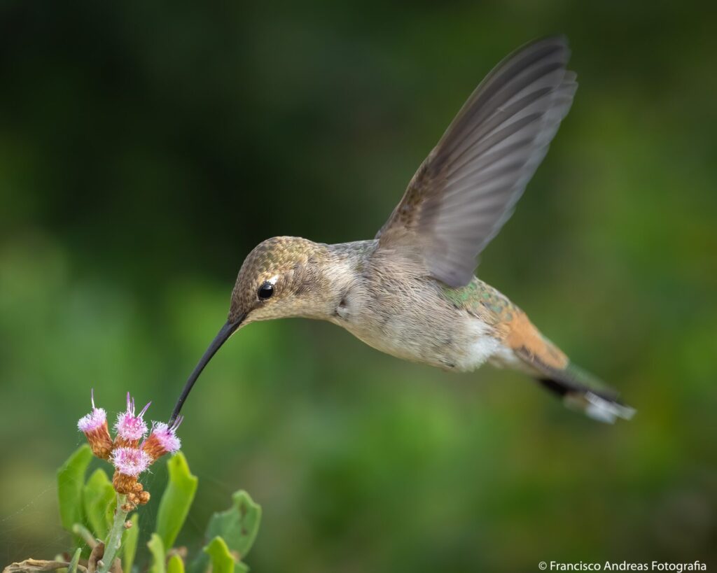 Descubriendo al picaflor chico, el colibrí más austral del mundo ...