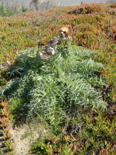 ¿Ensalada de penca? ¿Alcachofa silvestre? El mundo del cardo penquero ...