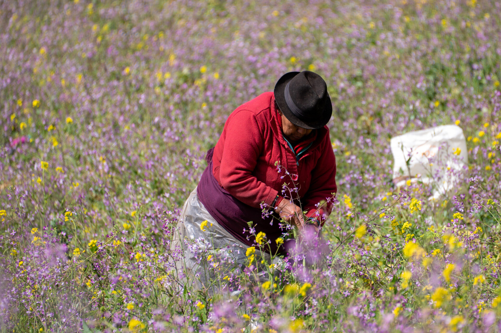 Los Andes Norte: Un corredor de vida para los ecosistemas y comunidades ...