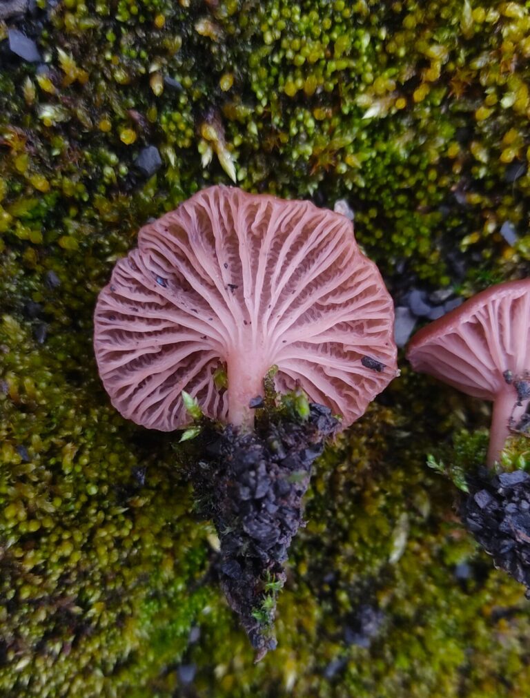 Investigadores brasileños identifican cuatro nuevas especies de hongos ...